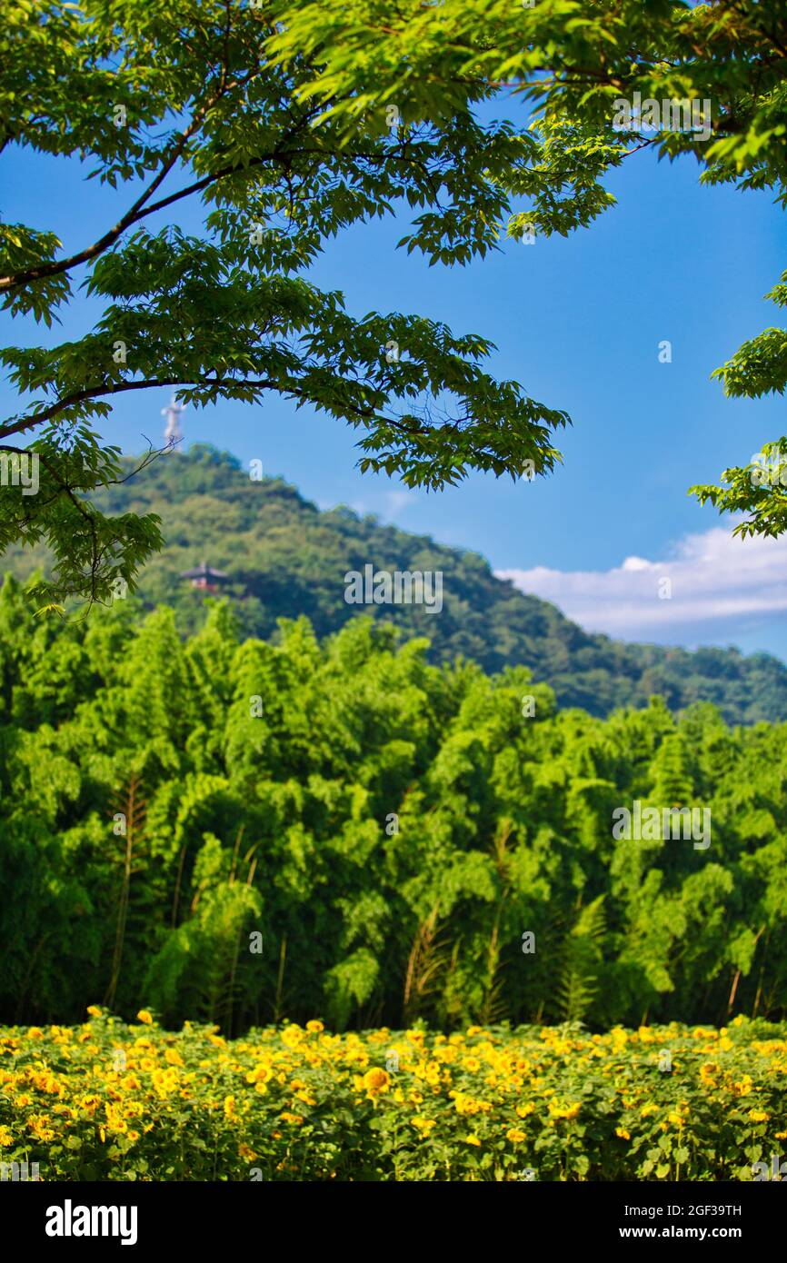 Vertical shot of sunflowers and bamboo in Ulsan's Taehwa River at ...