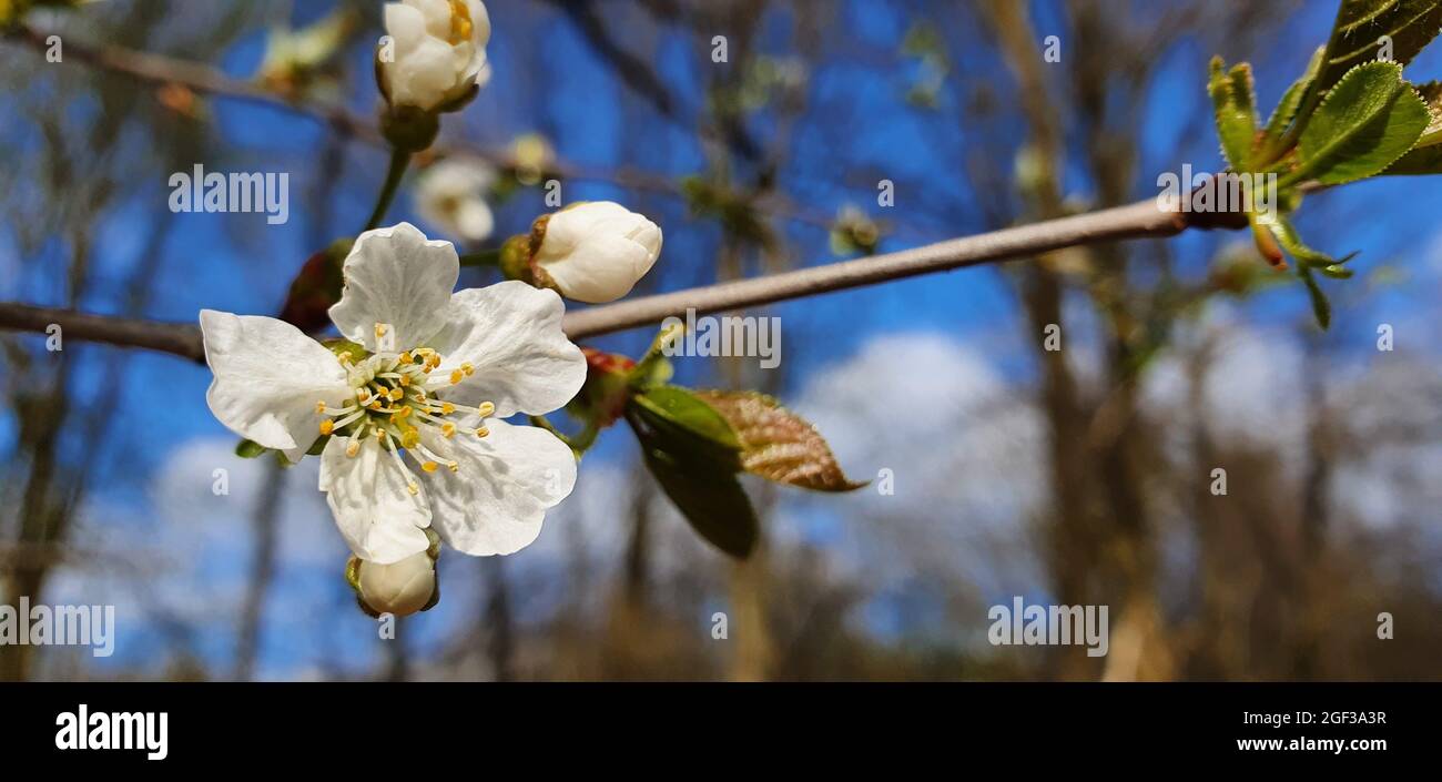 Cologne Germany April 2021 Flowering and sprouting branches of ...