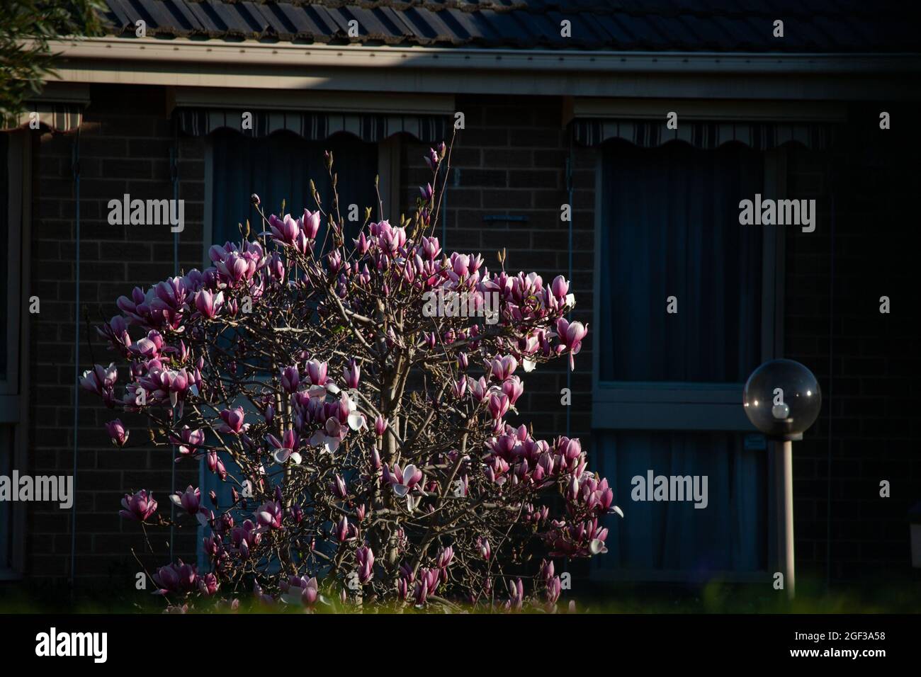 Mid purple and white flowers hi-res stock photography and images - Alamy