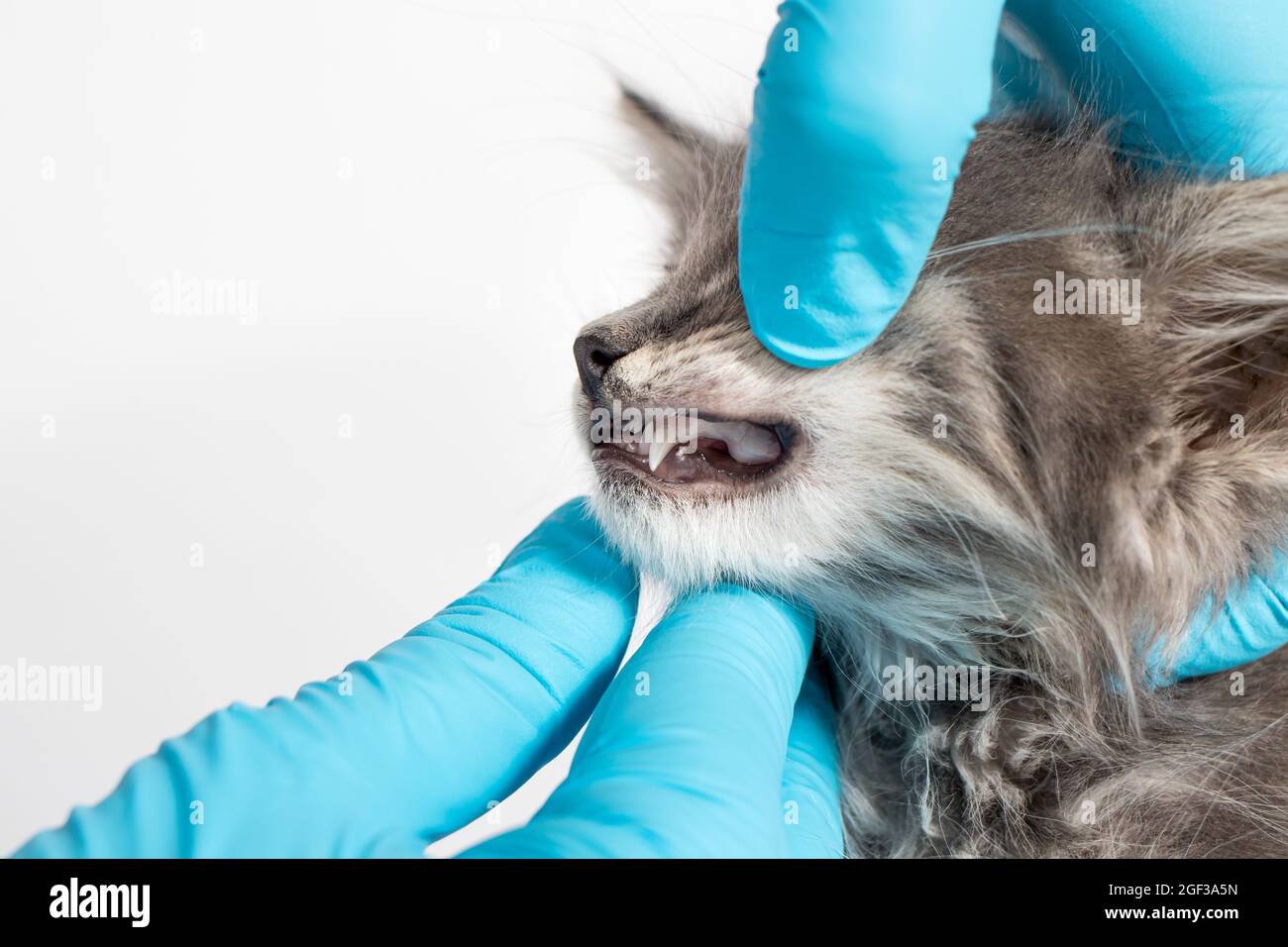 Examination of milk teeth in a 1 or 2 month old kitten. Dentistry for ...
