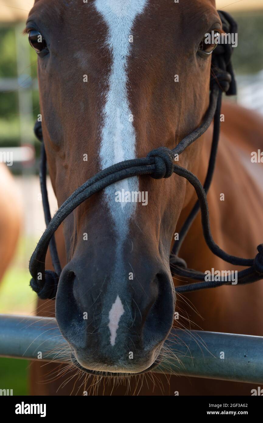 Polo pony lines hi-res stock photography and images - Alamy