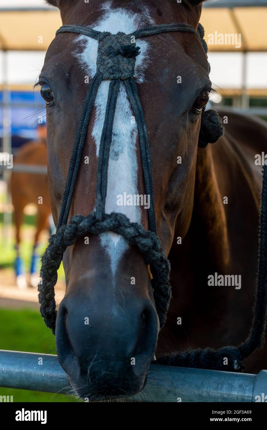 Polo pony lines hi-res stock photography and images - Alamy
