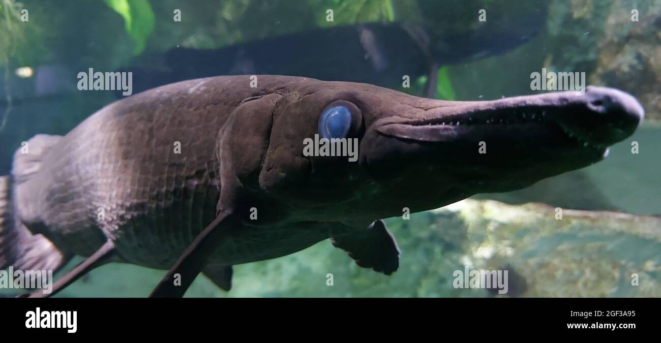 Alligator Fish at Lyon Aquarium Stock Photo - Alamy