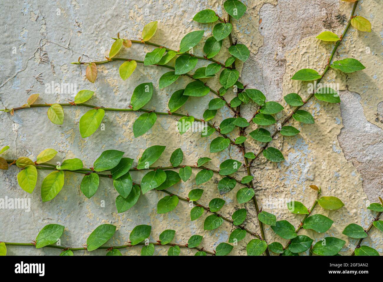 Green ivy creeper plant on white wall nature background Stock Photo - Alamy