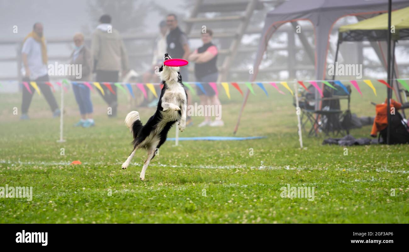 Disc Dog. A pet during a Frisbee Dog show Stock Photo - Alamy