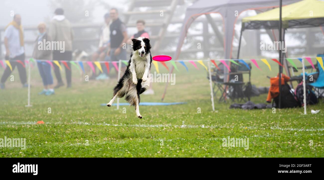 Disc Dog. A pet during a Frisbee Dog show Stock Photo - Alamy