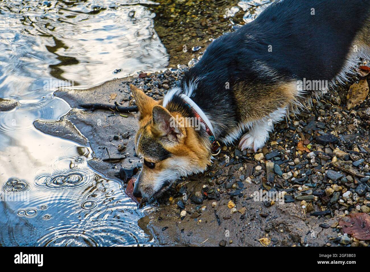 Dog lapping water hi-res stock photography and images - Alamy
