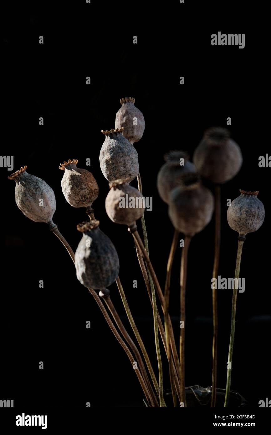 Poppy Seed Pods High Resolution Stock Photography and Images - Alamy