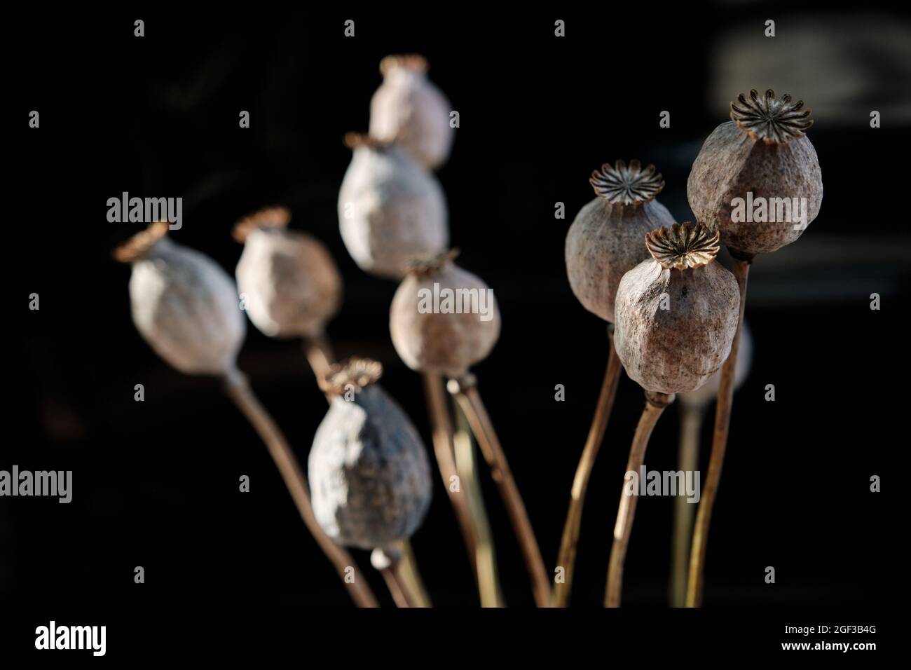 Poppy Seed Pods High Resolution Stock Photography and Images - Alamy