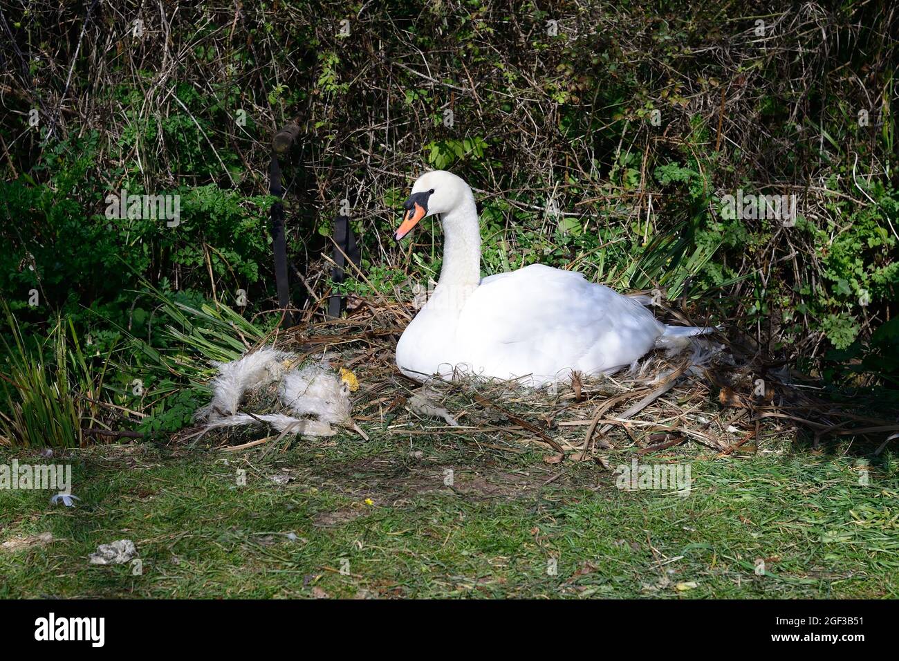 Hatching swans hi-res stock photography and images - Alamy