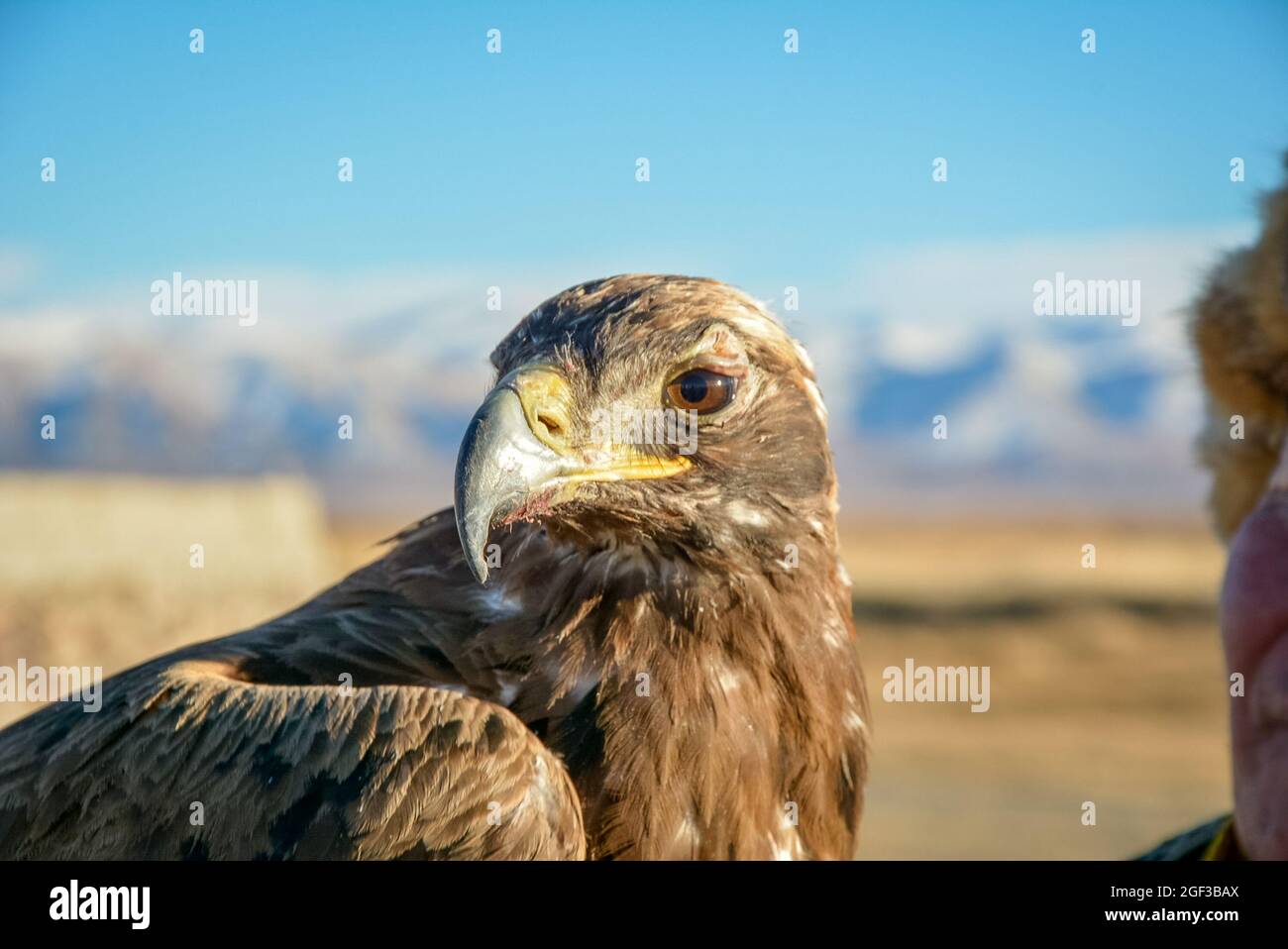 Giant golden eagles hi-res stock photography and images - Alamy