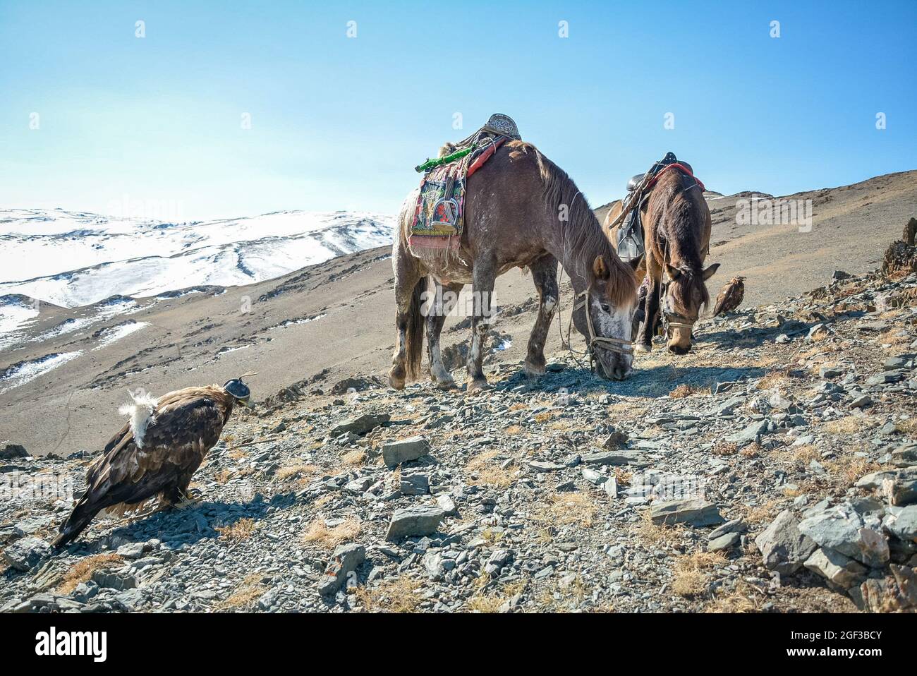 Mongolian golden eagle hunters Stock Photo - Alamy