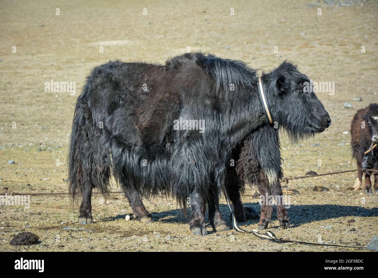 Yak bison mongolia animal hi-res stock photography and images - Alamy