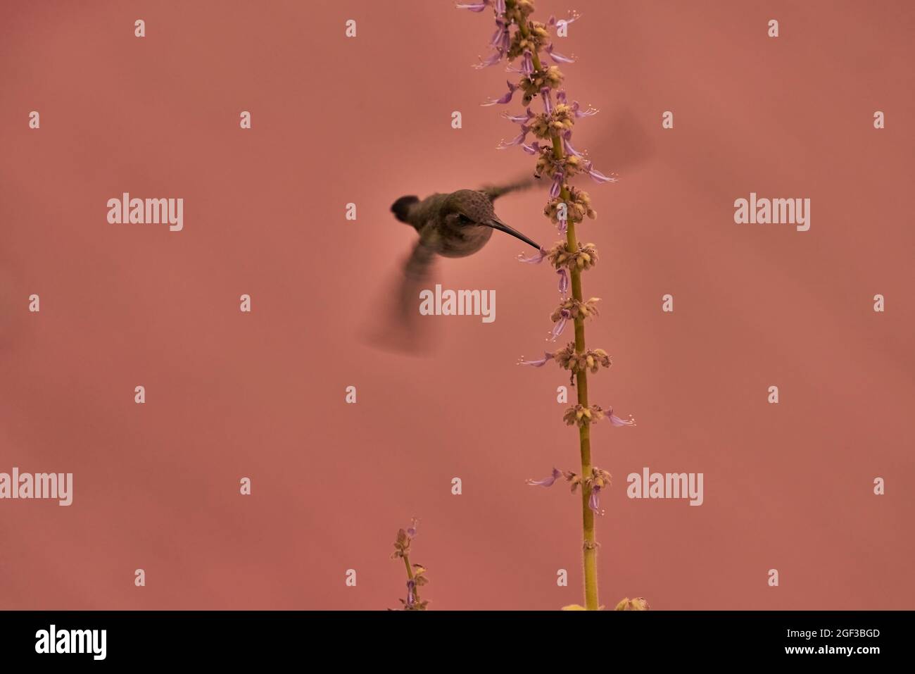 Small hummingbird approaches flowers to eat pollen Stock Photo - Alamy