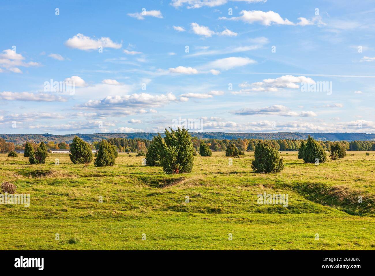 Juniper trees on moor at a beautiful landscape Stock Photo - Alamy