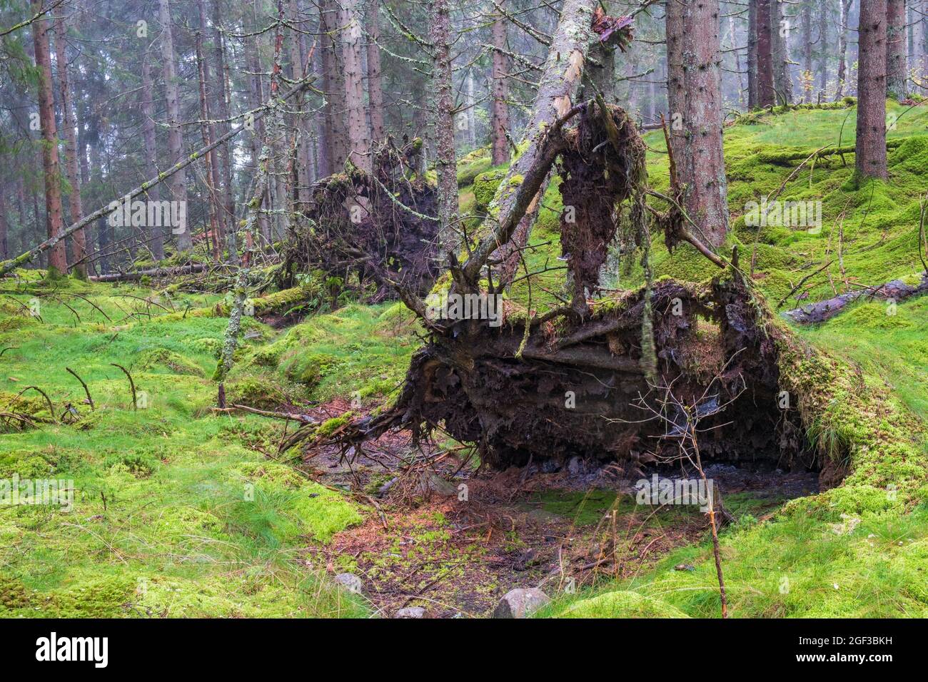 Windthrow in a coniferous forest Stock Photo - Alamy