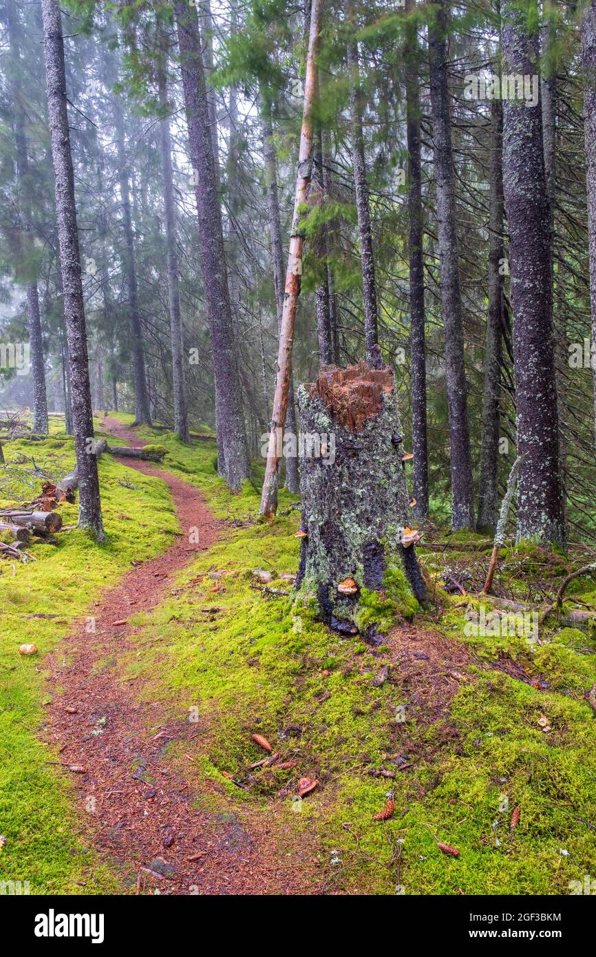 Forest path by a tree stump Stock Photo - Alamy