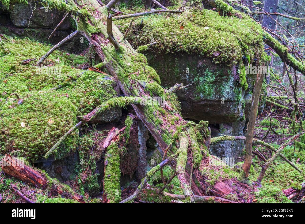 Old rotten tree trunk at a rocky terrain in an old natural woodland ...