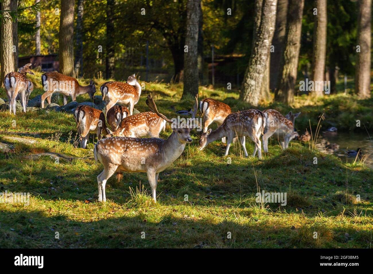 Fallow deer in a forest Stock Photo - Alamy