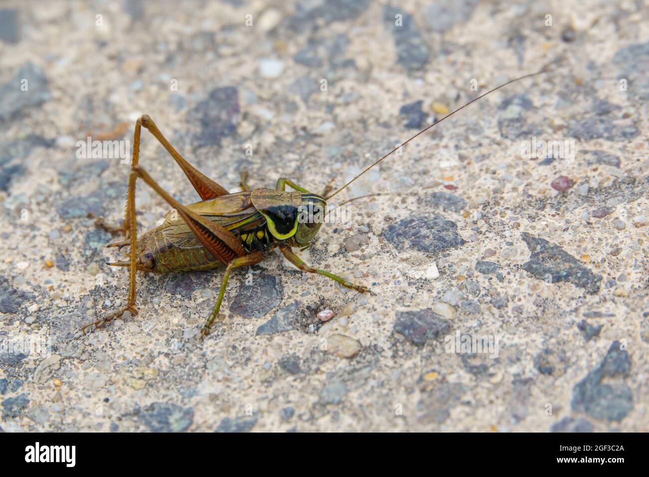 Roesel's bush-cricket (Metrioptera roeselii) traversing a path to new ...