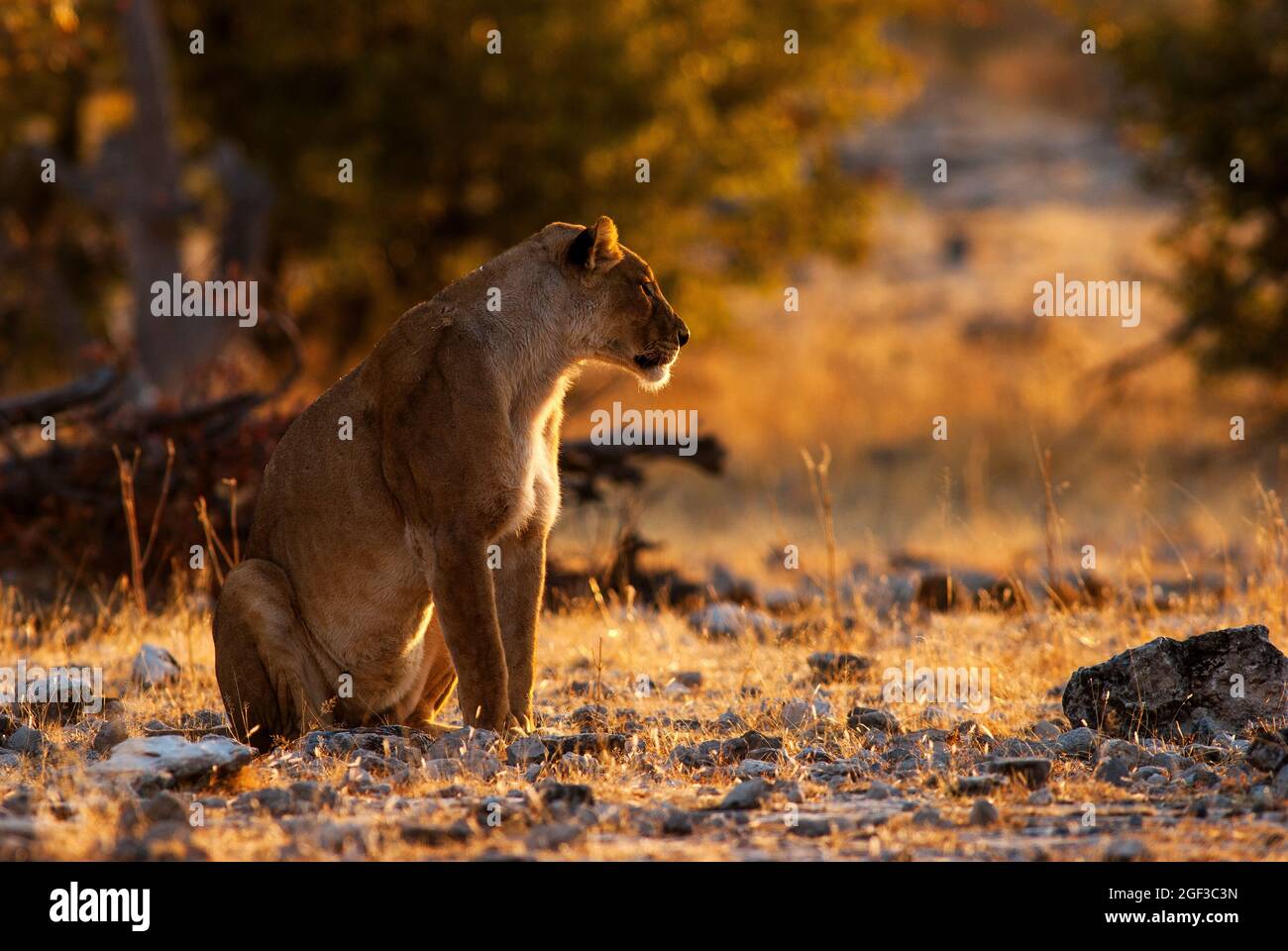 Lion and lioness at Goas waterhole, Etosha National Park, Namibia Stock ...
