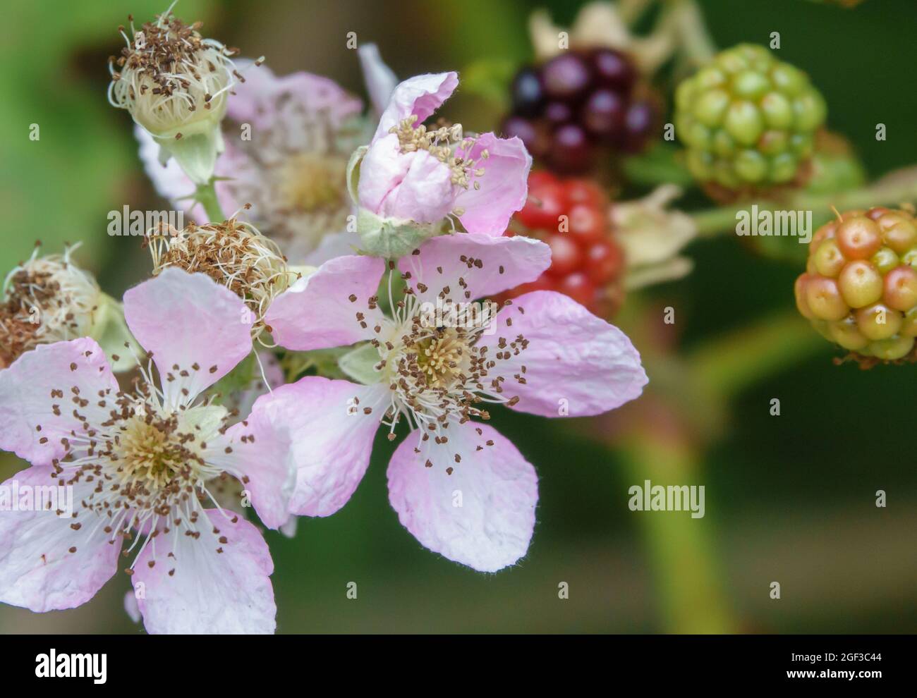 Rubus Arvensis