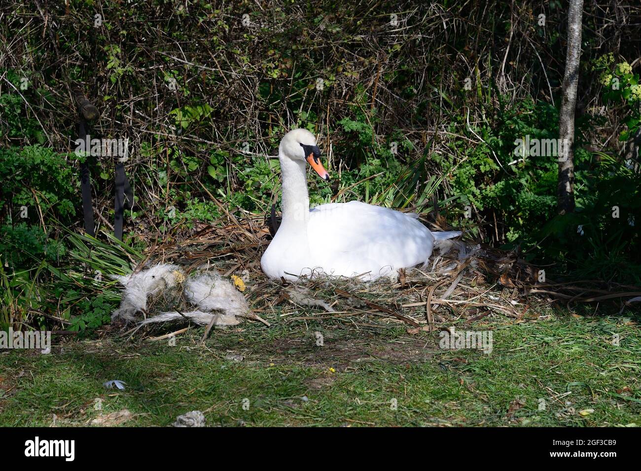 Swan hatching eggs hi-res stock photography and images - Alamy