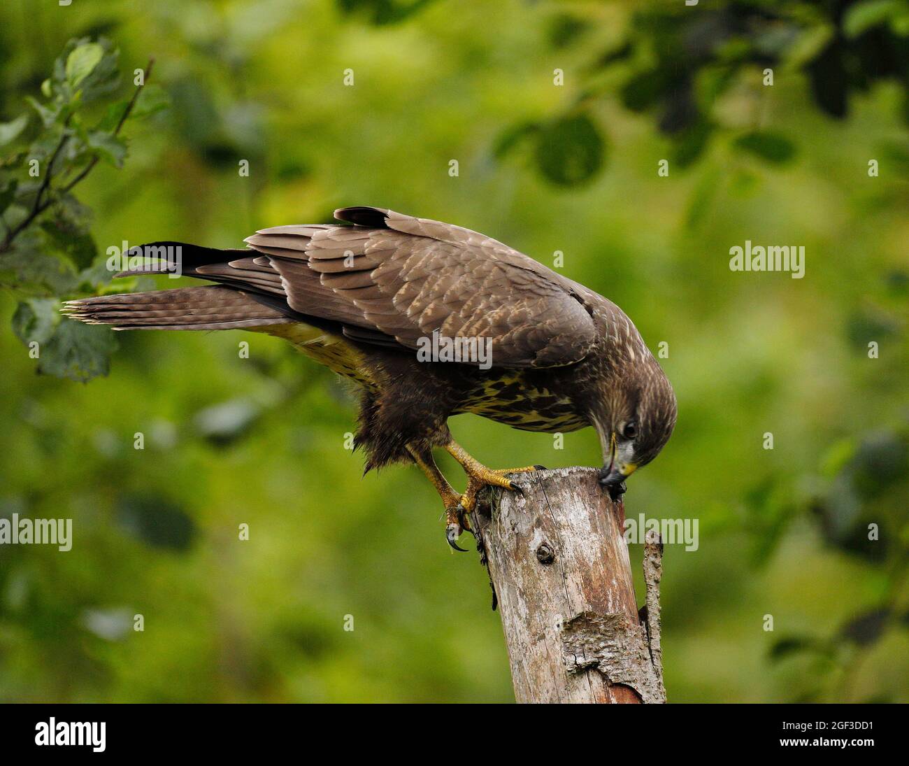 Photographing buzzards hi-res stock photography and images - Alamy
