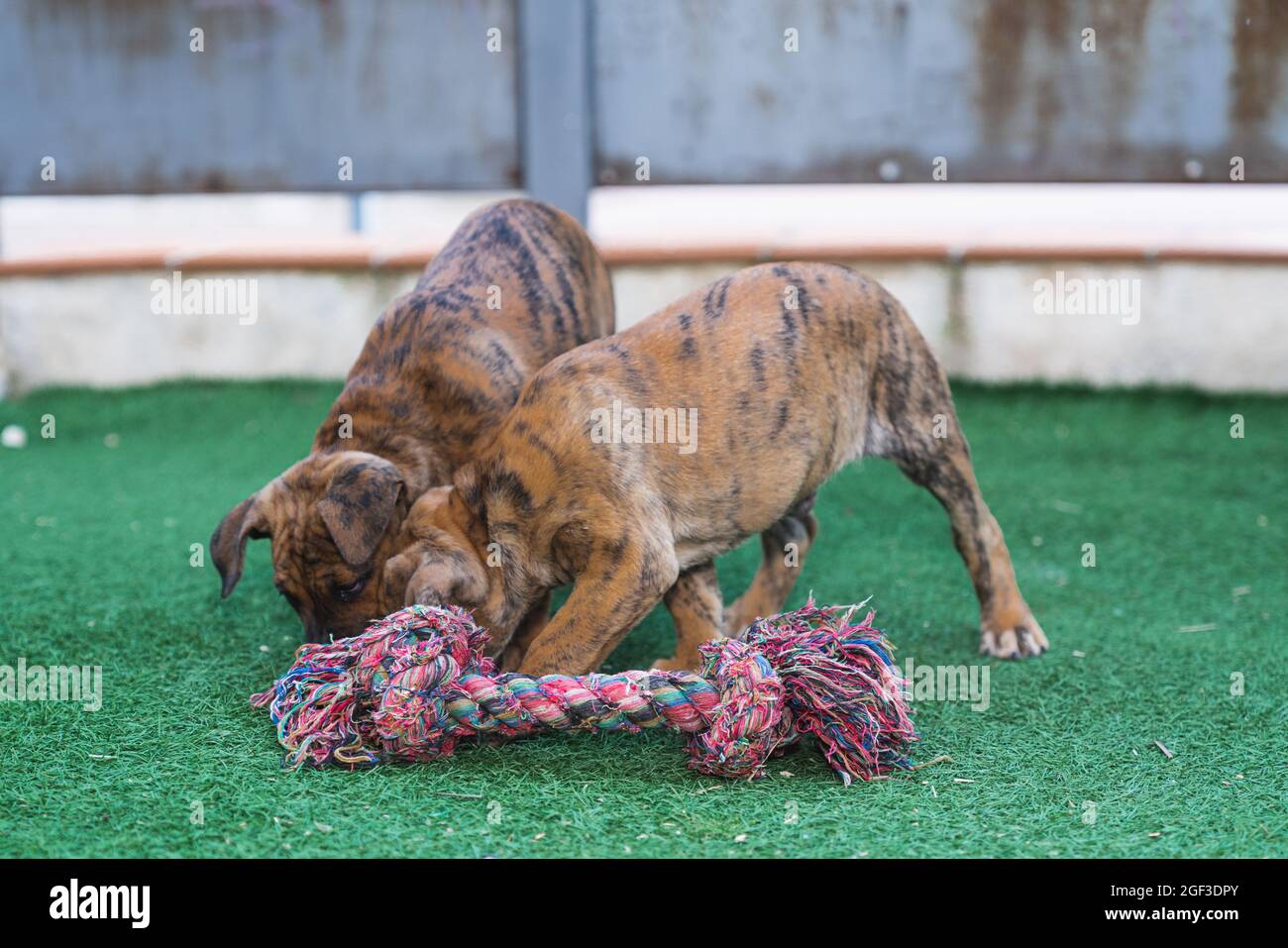 Two adorable puppies playing together with their colorful toy on the ...