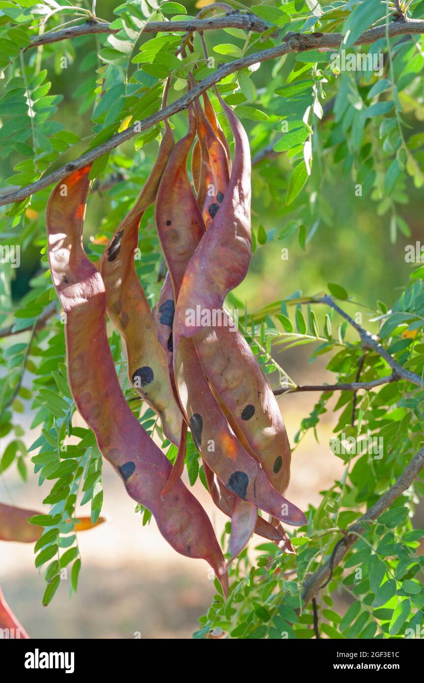 Italy, Lombardy, Honey Locust, Gleditsia Triacanthos, Fruits Stock ...