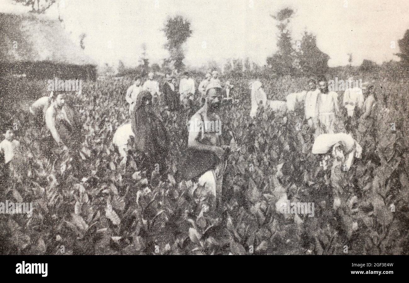 Tobacco plantation in the Gilan Province (Guilan Province), Iran. Photo ...