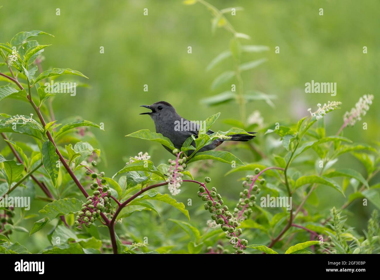 Small bird sitting in the grassy field with the blurred background ...
