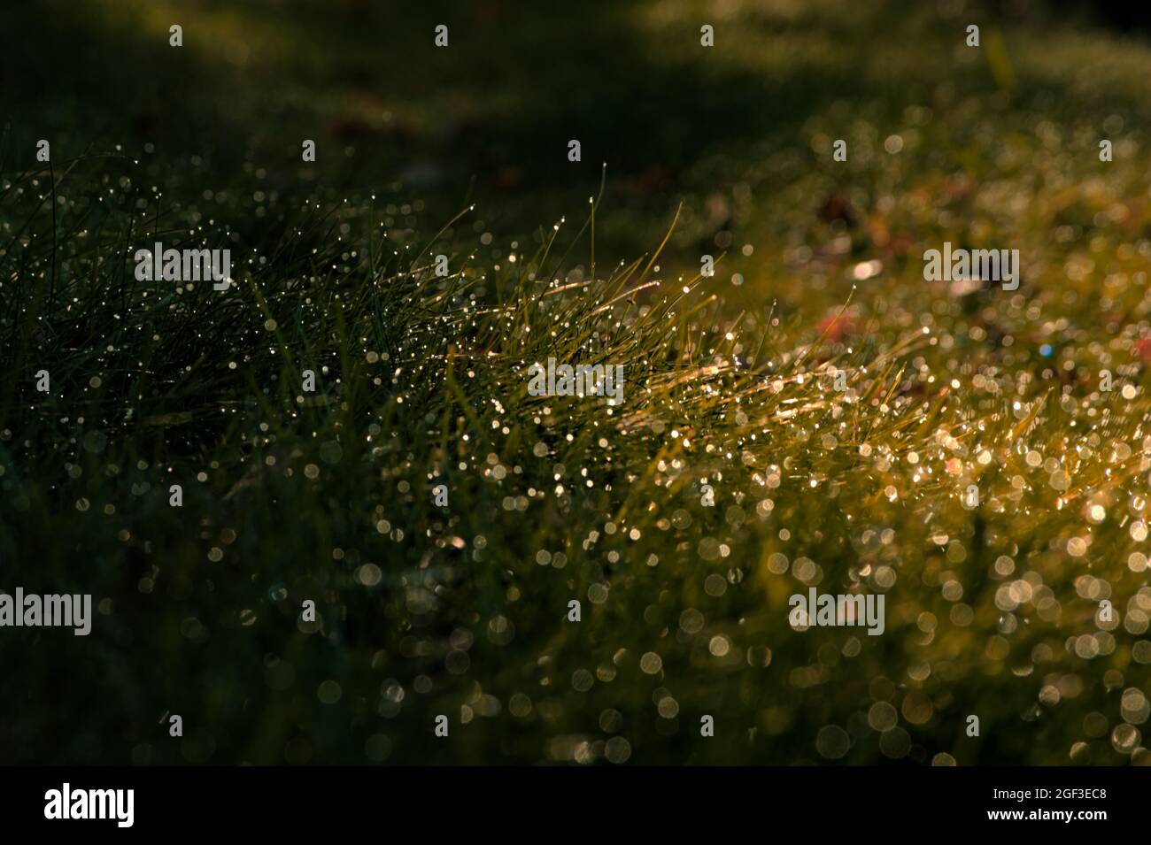 Raindrop drop water hi-res stock photography and images - Alamy