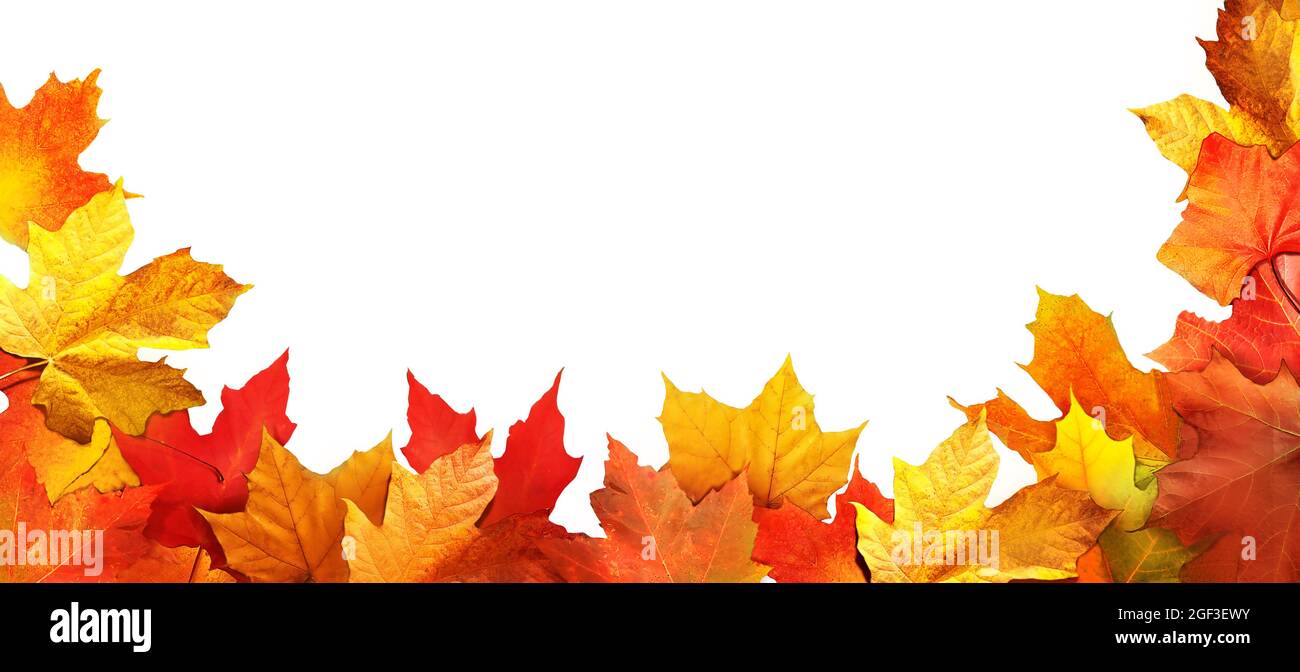Autumn Leaves White Background