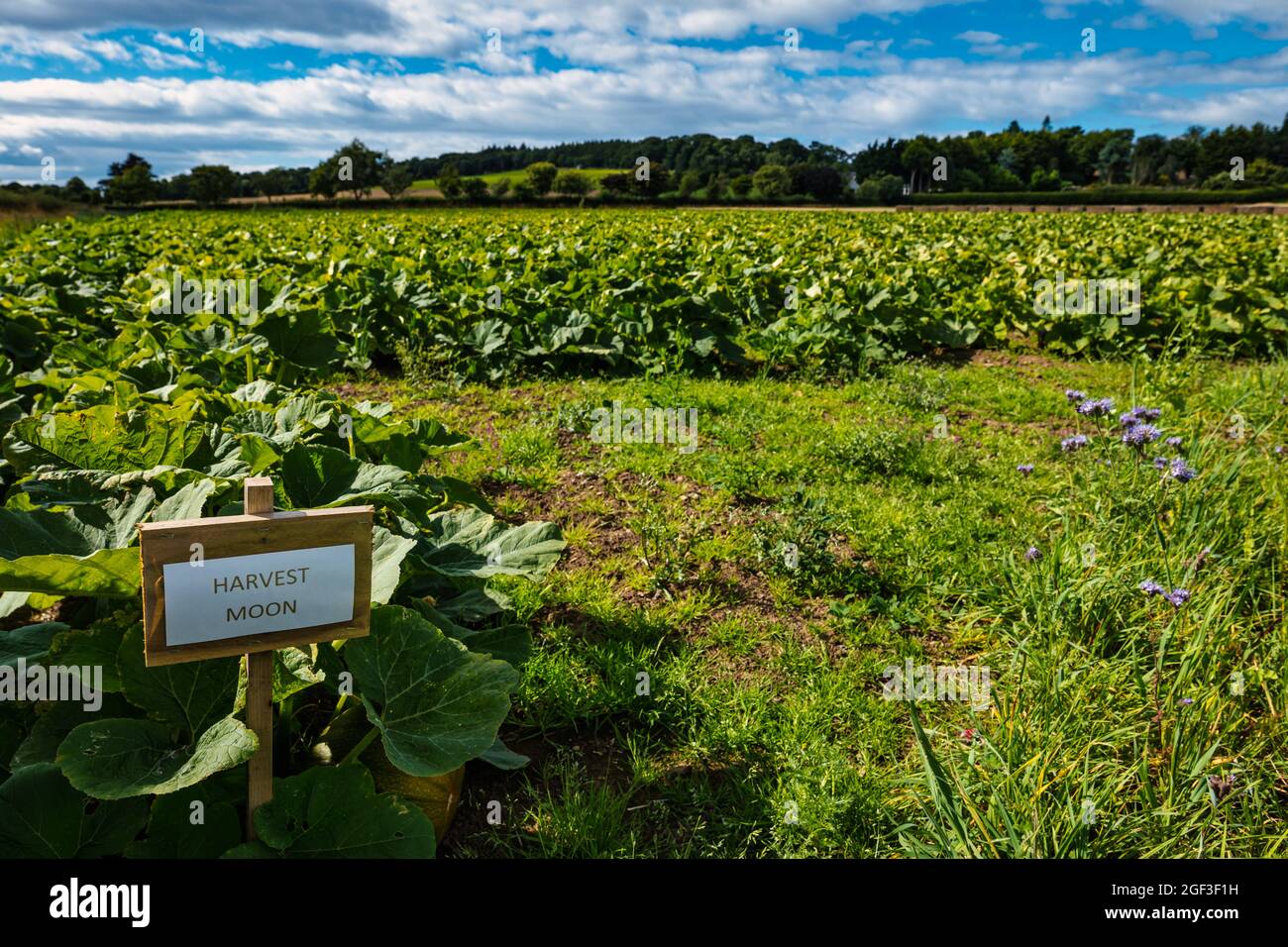 Pumpkin plants Harvest Moon variety growing in field in sunshine ...