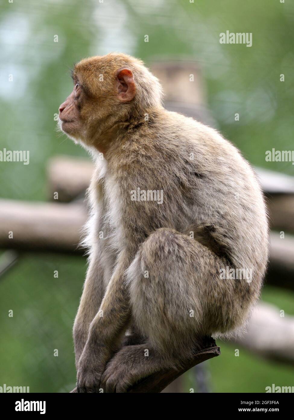 monkey on a Monkey on a log Stock Photo - Alamy