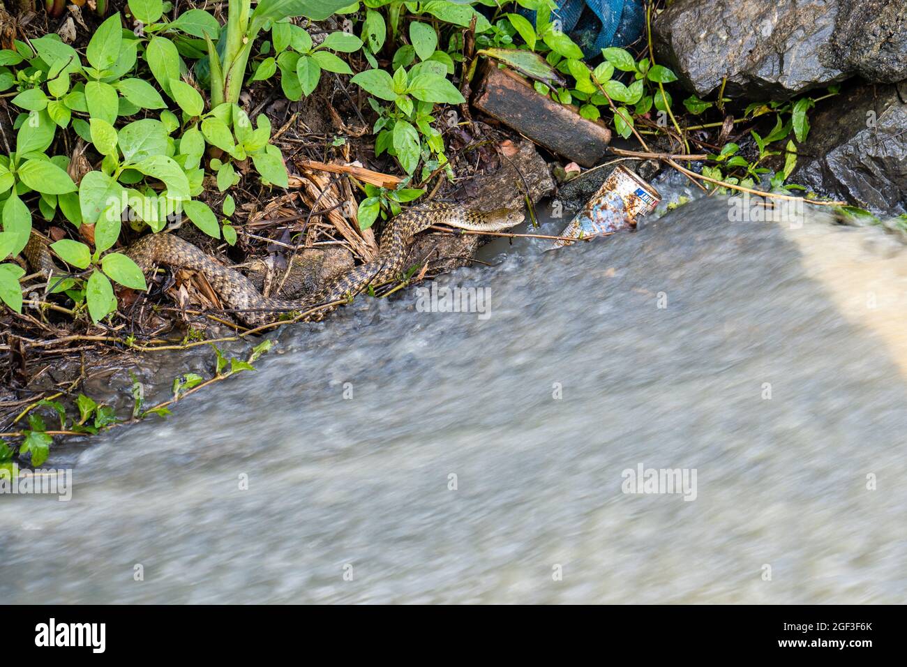 Top view of a camsnake at the stream waiting to catch a fish Stock ...