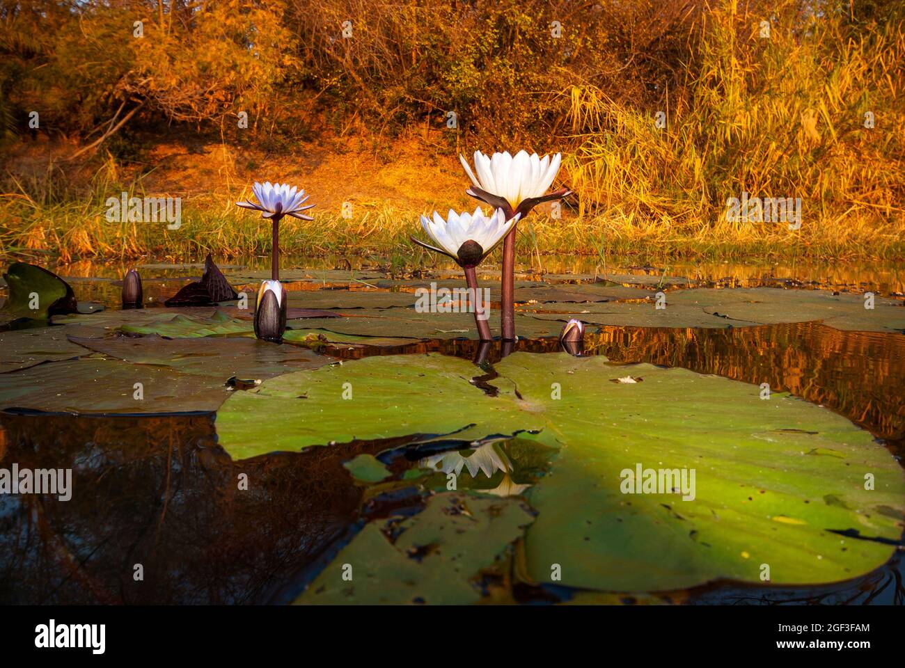 African lilies hi-res stock photography and images - Alamy