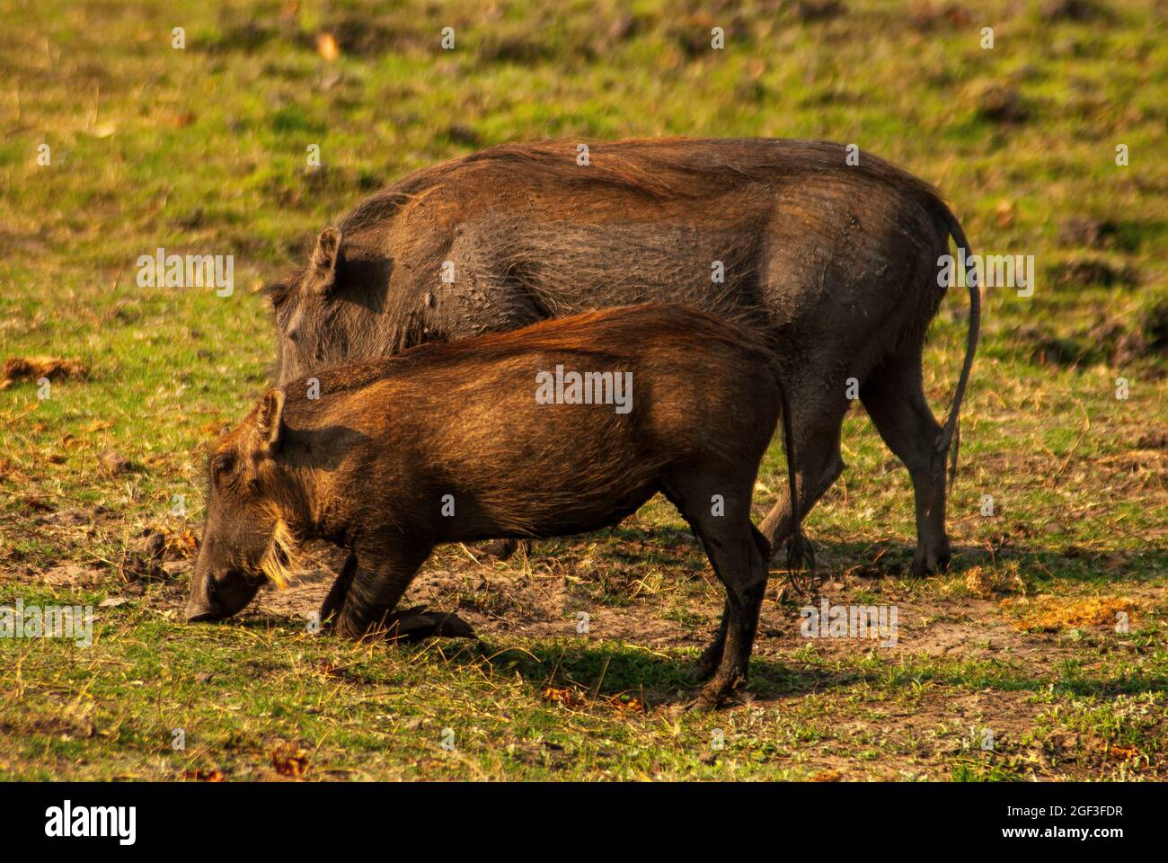 Warthogs eating hi-res stock photography and images - Alamy