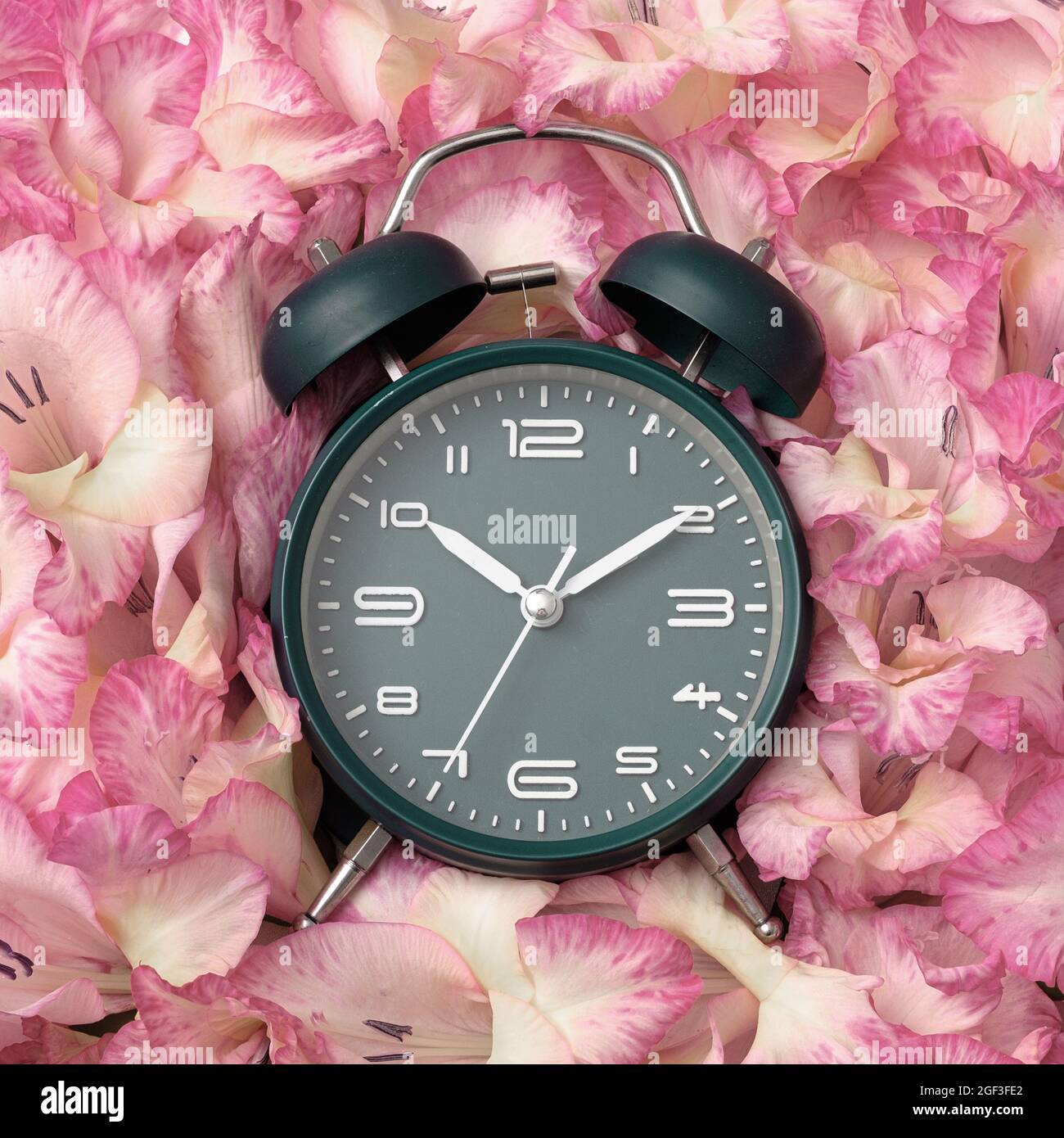 Analog alarm clock in pastel flower petals. Contemporary minimal wake ...