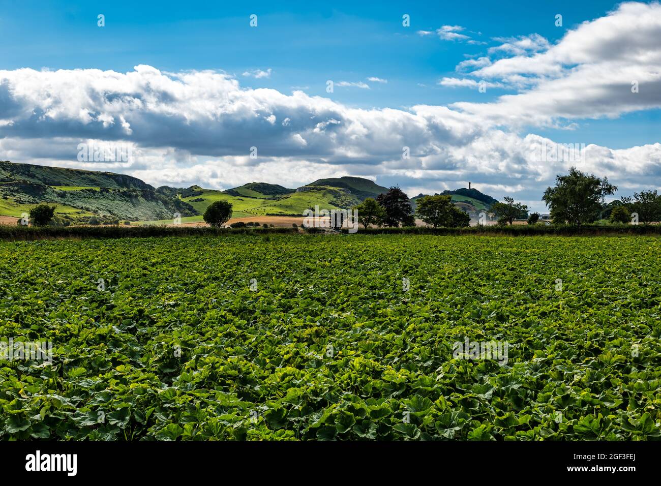 Pumpkin plants growing in field in sunshine, Kilduff Farm, East Lothian ...