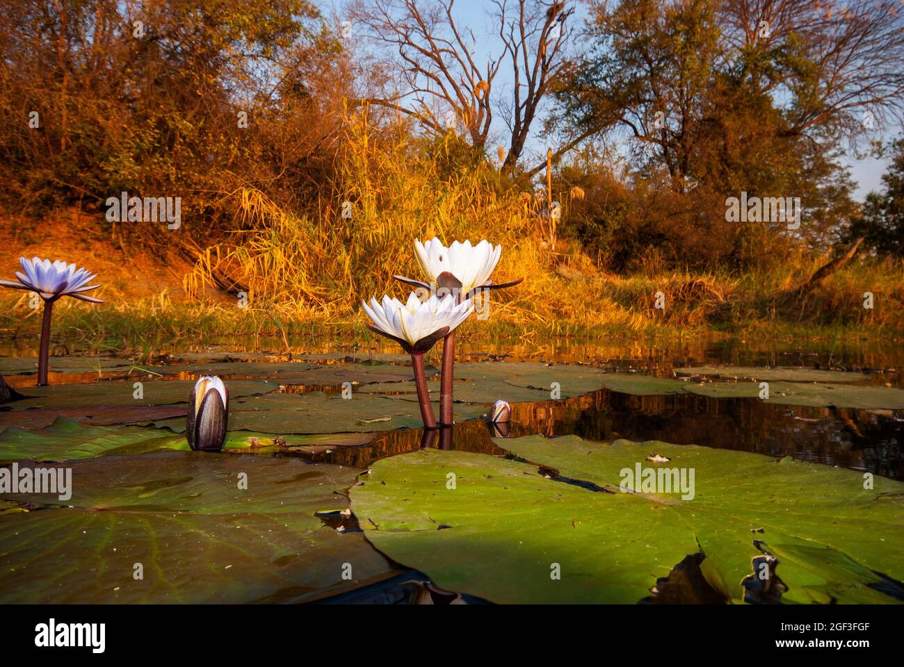 African water lilies hi-res stock photography and images - Alamy