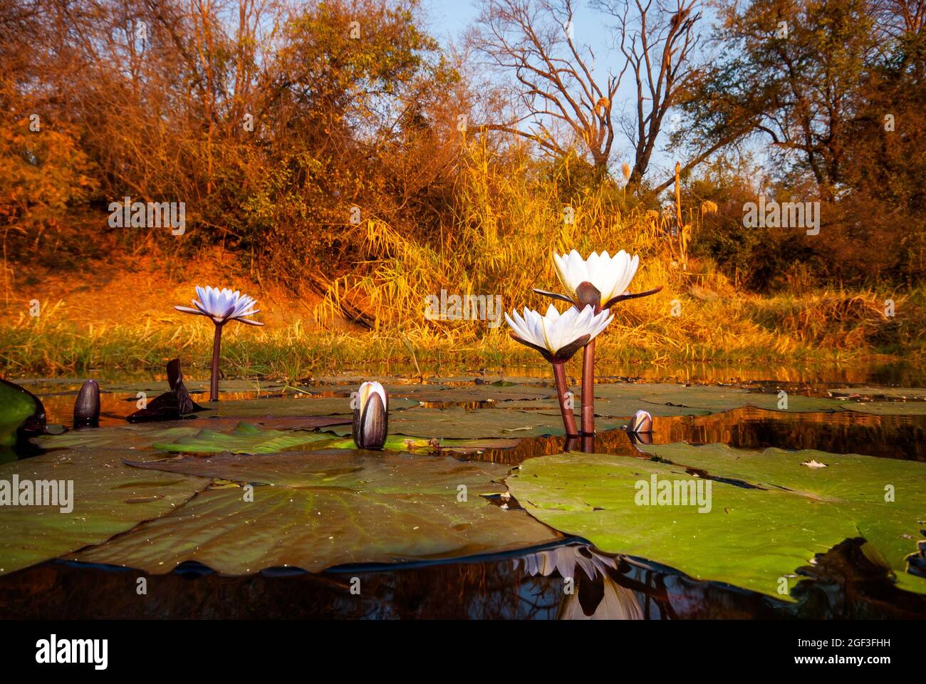 African water lilies hi-res stock photography and images - Alamy