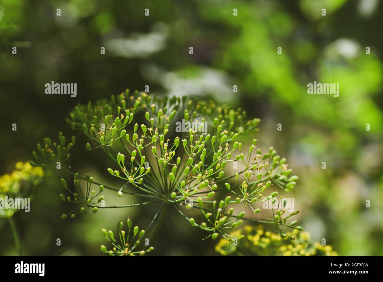 Closeup shot of Poison hemlock flowering plant buds on a blurred ...