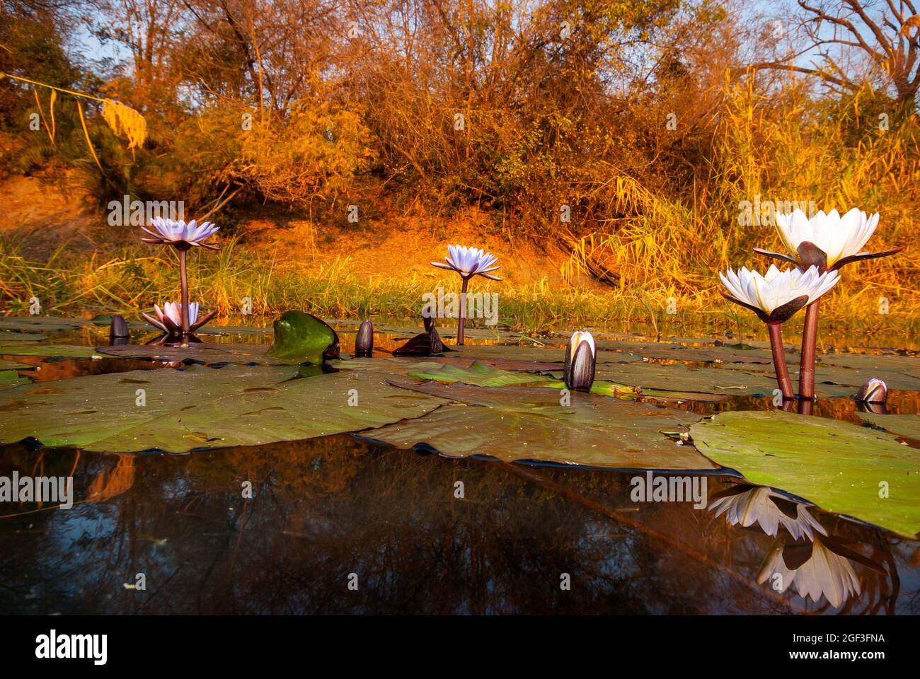 African water lilies hi-res stock photography and images - Alamy