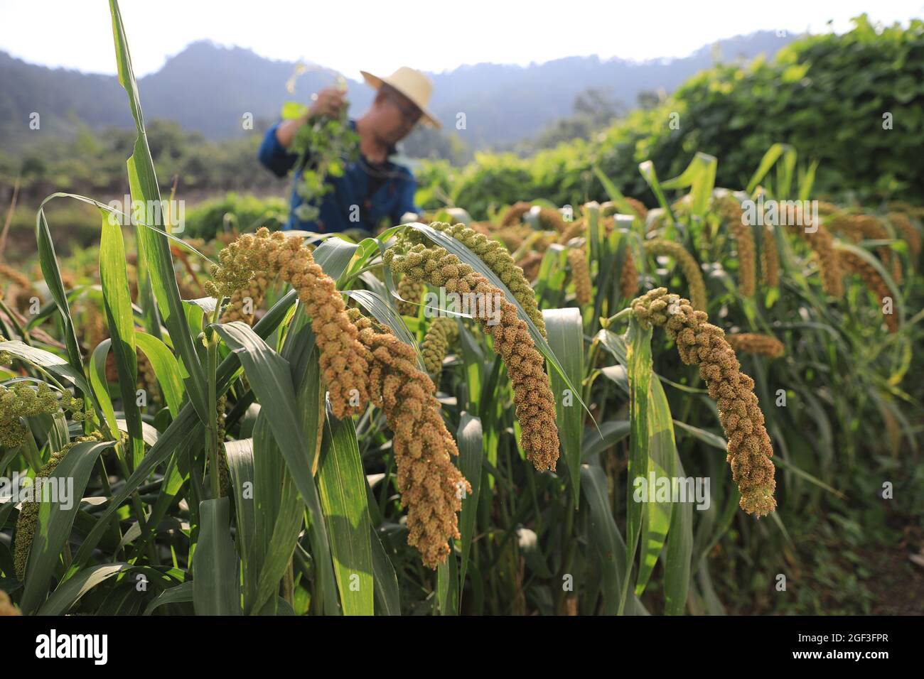 Chushu hi-res stock photography and images - Alamy