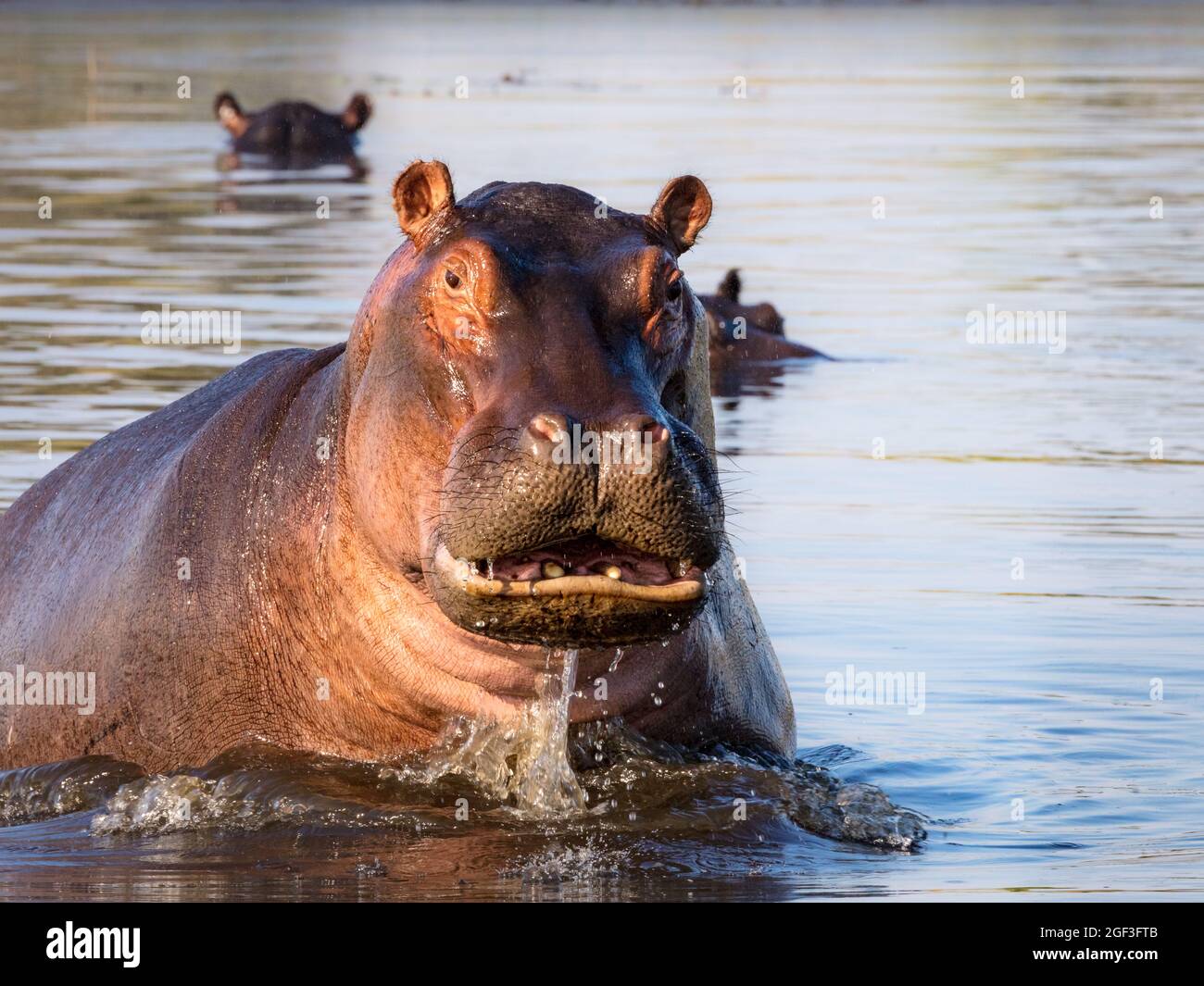 Common hippopotamus or hippo (Hippopotamus amphibius) showing ...