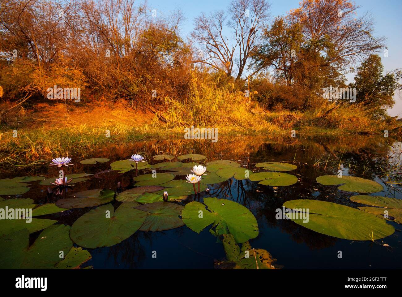 African water lilies hi-res stock photography and images - Alamy