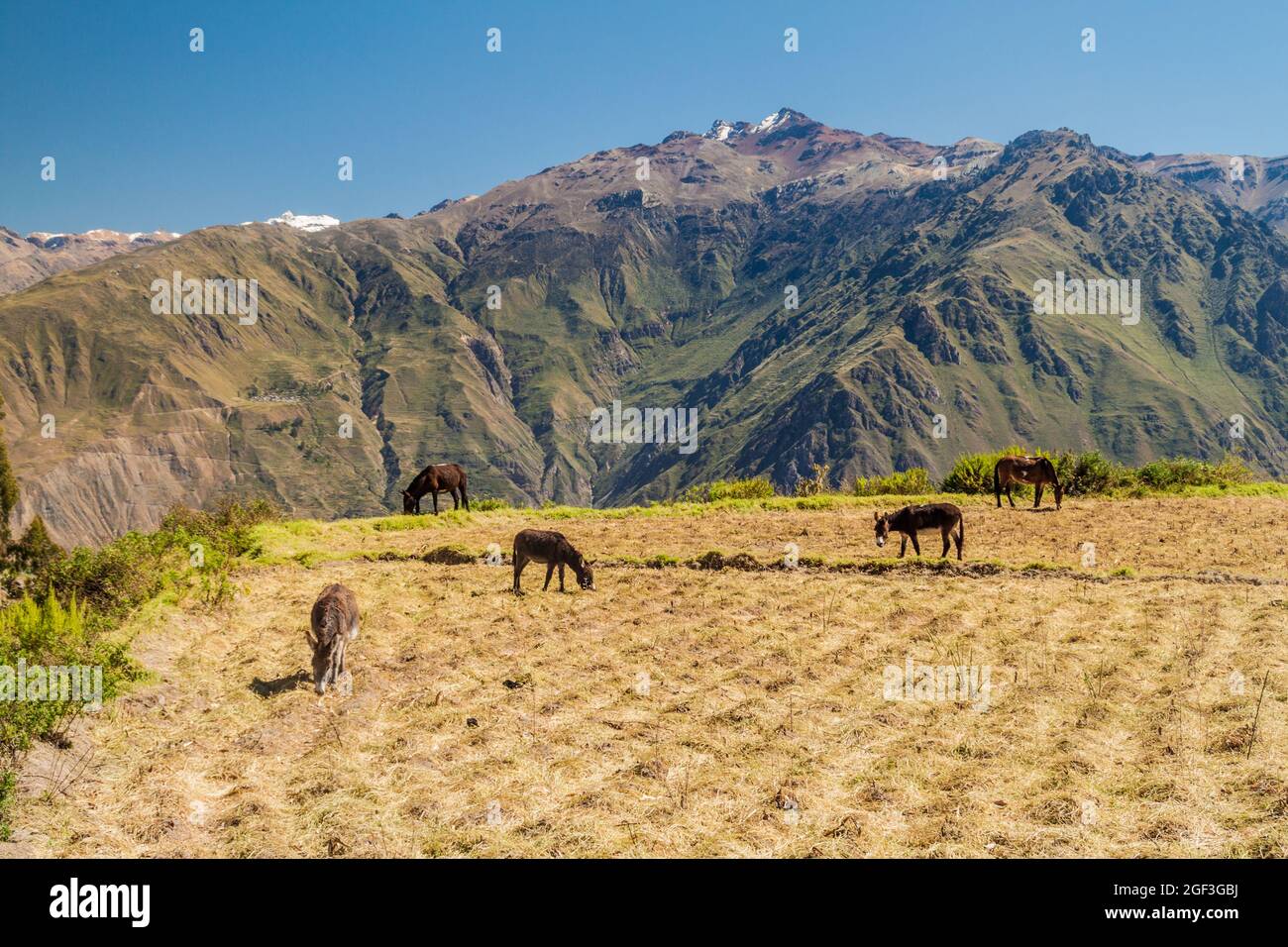 Donkeys on a pasture next to Cabanaconde village, Peru Stock Photo - Alamy