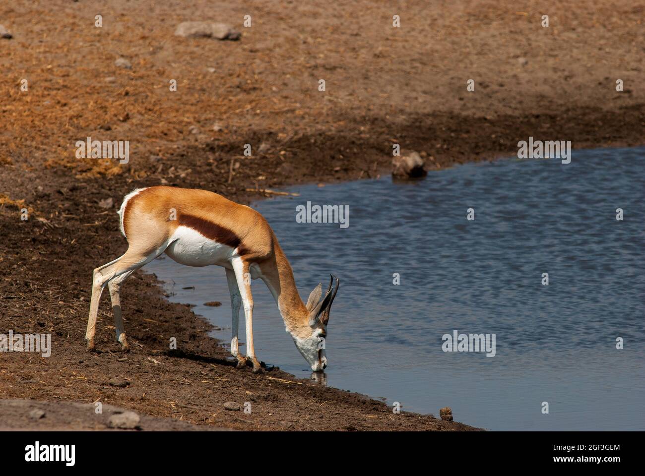 Lone springbok drinking at Chudob waterhole, Etosha National Park ...